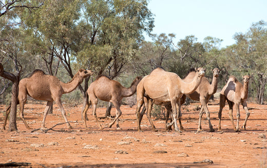 Australian Camel – Gamekeepers of Australia